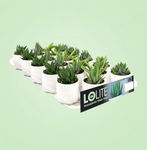 LoLite Drought-Tolerant Indoor Houseplants | Altman Plants