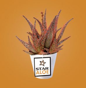 Star Aloe | Exclusive Aloe Varieties | Altman Plants