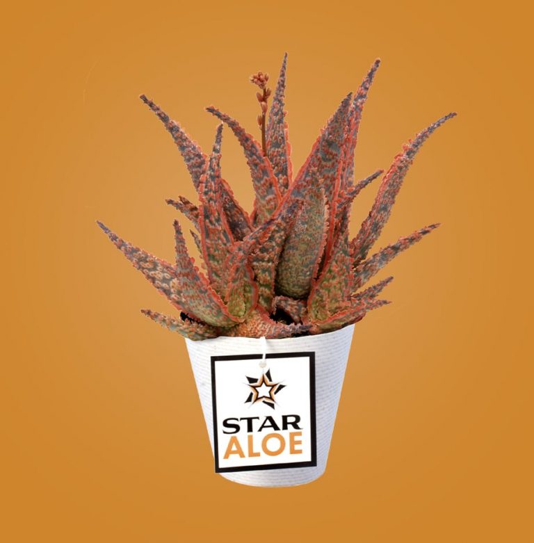 Star Aloe | Exclusive Aloe Varieties | Altman Plants